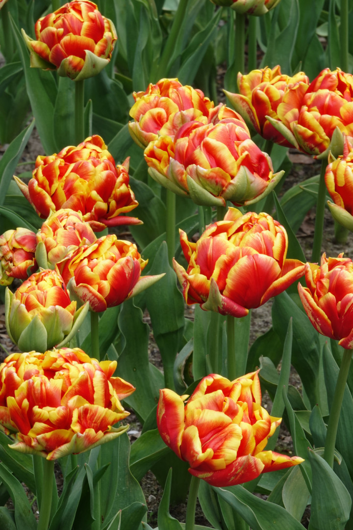 Tulp Double Early Cilesta x7 12/+ - Sam van Schooten