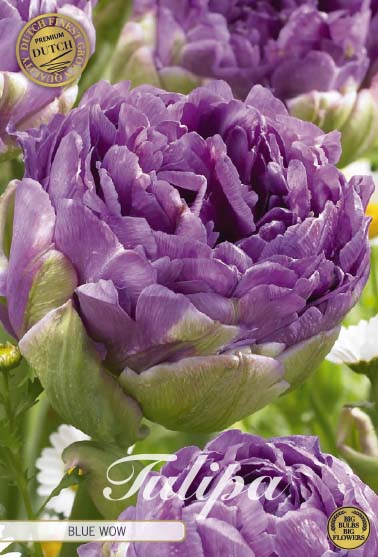 Tulp Double Late Blue Wow x7 12/+ - Sam van Schooten