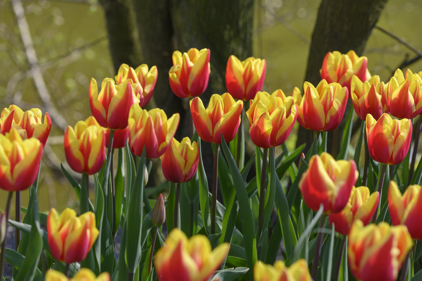 Tulip Triumph Jan Seignette x10 12/+ - Sam van Schooten