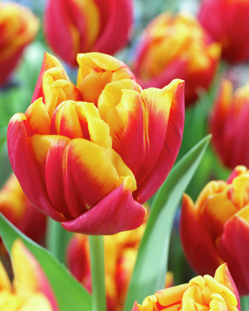 Cilesta 12/+ - Sam van Schooten