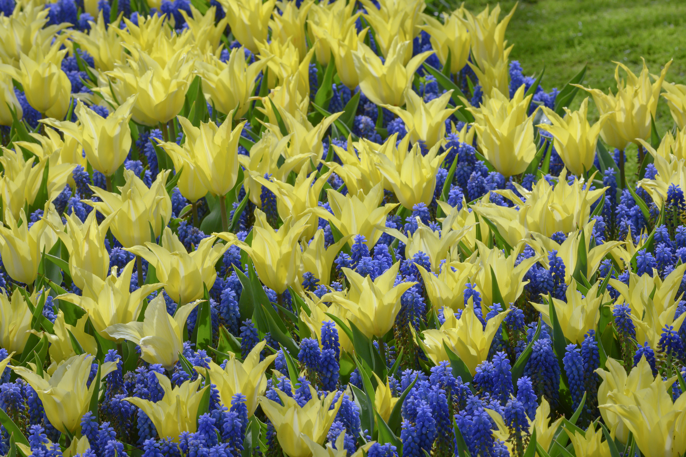 Florijn Chic 12/+ - Sam van Schooten