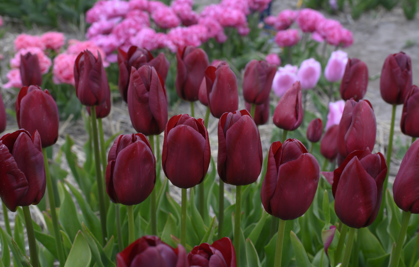 National Velvet 12/+ - Sam van Schooten