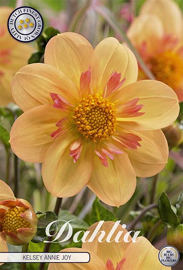 Dahlia Anemone Kelsey Annie Joy x 1 I . - Sam van Schooten