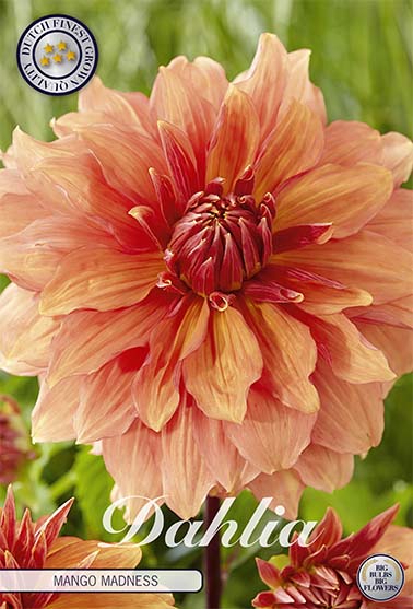 Dahlia Deco. Mango Madness x1 I - Sam van Schooten