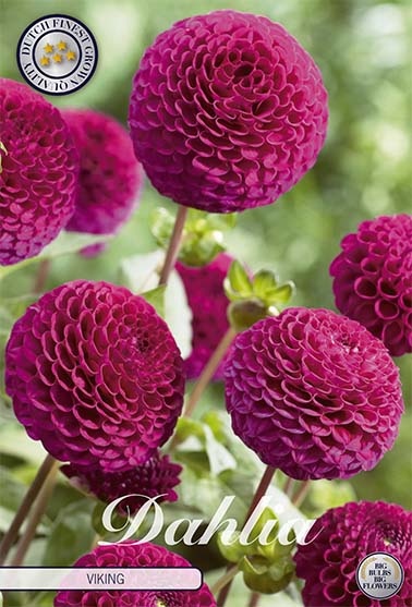 Dahlia Pompon Viking x 1 I . - Sam van Schooten