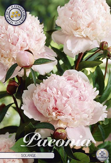 Paeonia Solange x1 I - Sam van Schooten