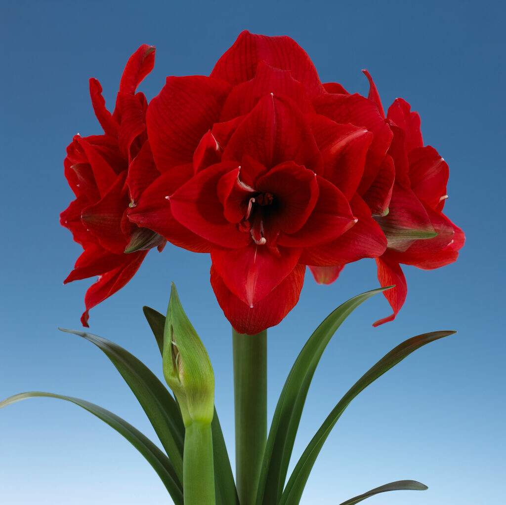 Cherry Nymph 30/32 - Sam van Schooten