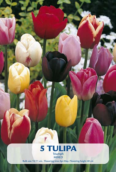 Tulipa Triumph Mix x 5 10/11 - Sam van Schooten