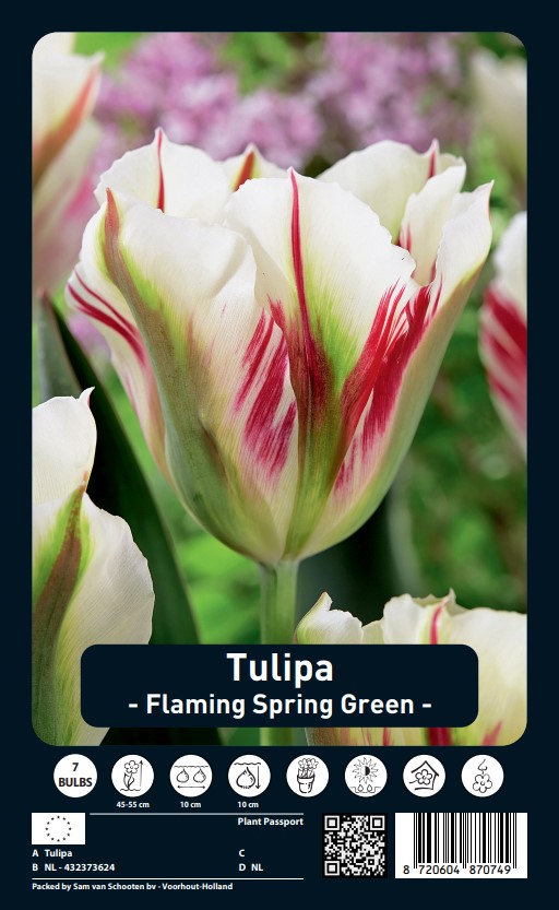 Tulipa Flaming Spring Green x7 12/+ - Sam van Schooten