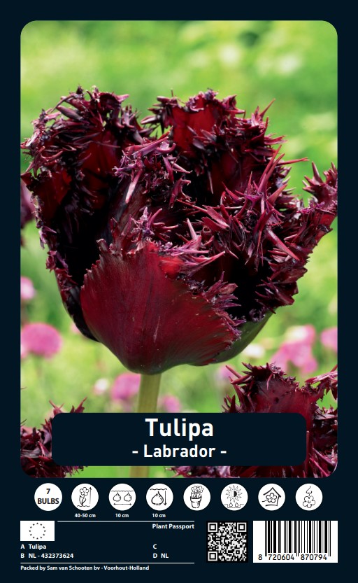 Tulipa Labrador x7 12/+ - Sam van Schooten