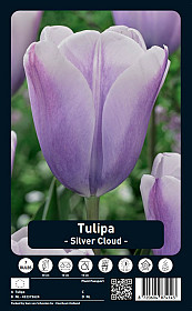 Tulipa Silver Cloud x7 12/+ - Sam van Schooten