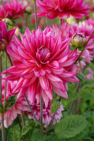 Pinkie Swear I - Sam van Schooten