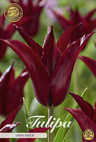 Tulp Lilyflowering Sarah Raven x7 12/+ - Sam van Schooten