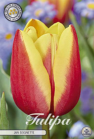 Tulip Triumph Jan Seignette x10 12/+ - Sam van Schooten