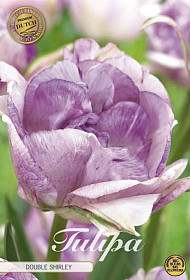 Tulp Double Late Double Shake x7 12/+ - Sam van Schooten