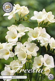 Freesia single White x 15 5/+ - Sam van Schooten