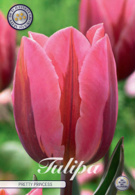 Tulp Triumph Pretty Princess x7 12/+ - Sam van Schooten