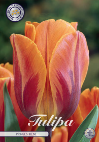 Tulp Triumph Prinses Irene x7 12/+ - Sam van Schooten