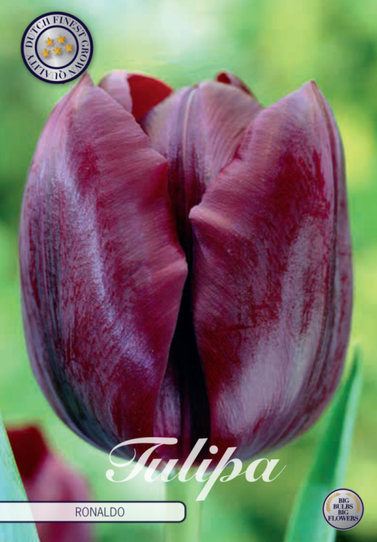 Tulp Triumph Ronaldo x10 12/+ - Sam van Schooten