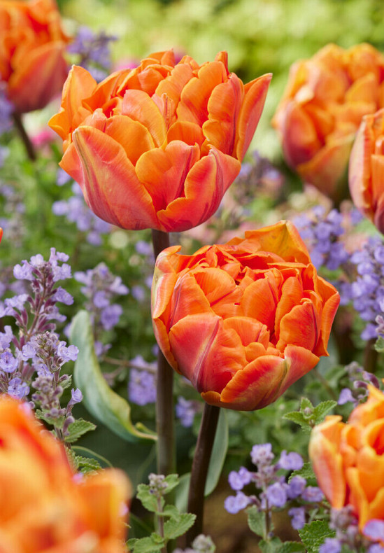 Orange Princess 12/+ - Sam van Schooten