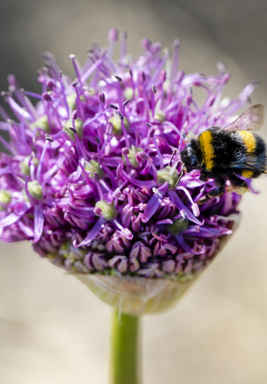 Violet Beauty 12/14 - Sam van Schooten