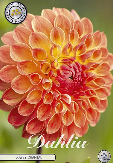 Dahlia Ball Jowey Chantal x1 I - Sam van Schooten