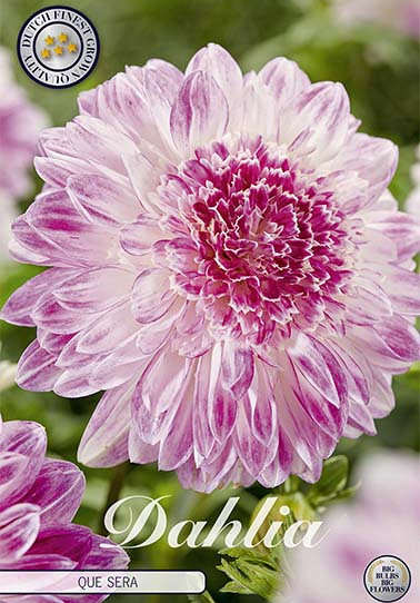 Dahlia Special Que Sera x 1 I . - Sam van Schooten