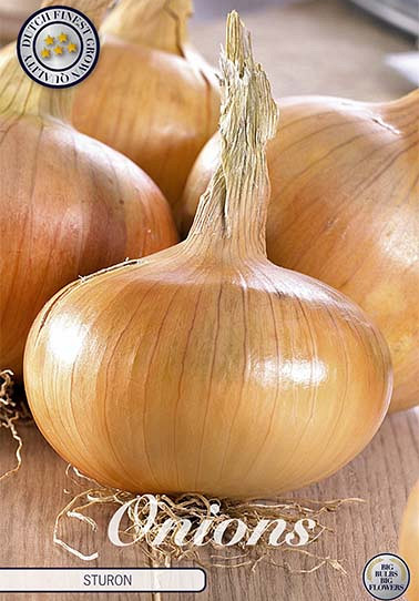 Onion Sturon . - Sam van Schooten