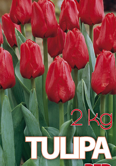 Tulp Seadov 2 kg 12/+ - Sam van Schooten